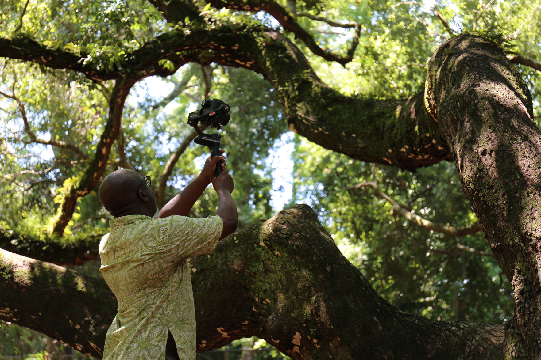"A Tree Story" film explores Lowcountry connection to trees
