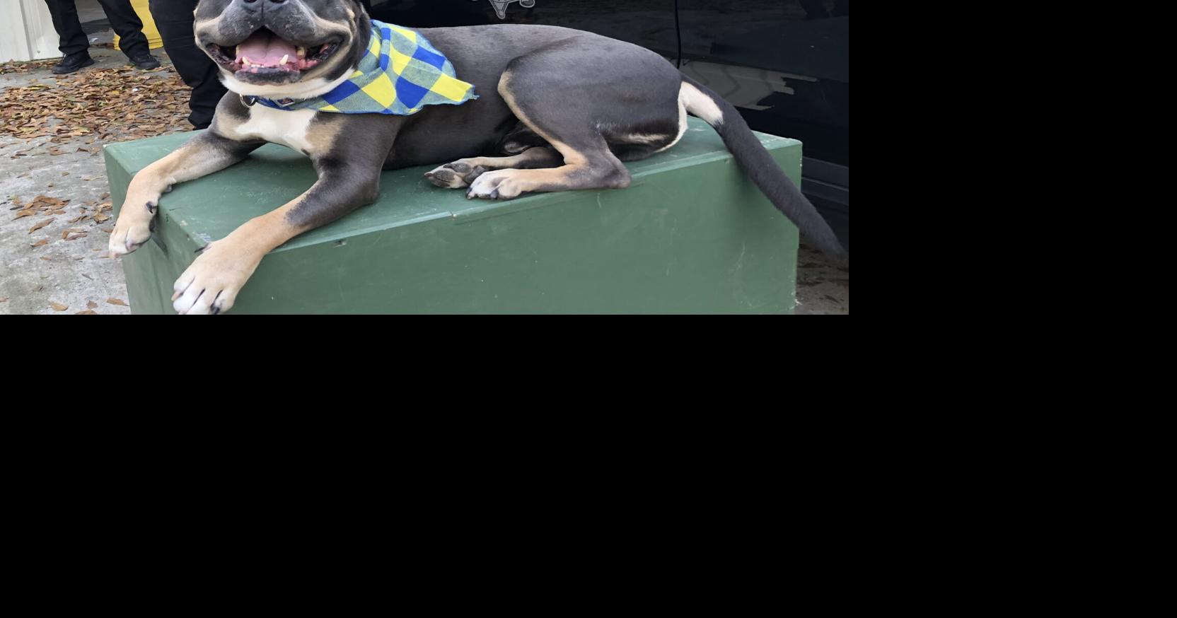 Rescued dog becomes station pet at SC sheriff's department
