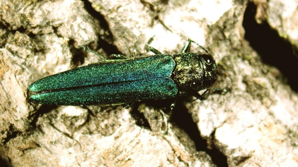 Invasive Emerald Ash Borer attacks South Carolina ash trees