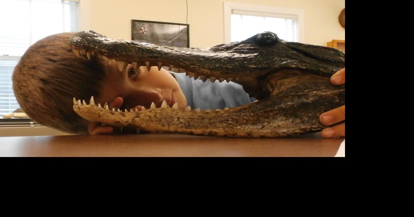 Wow, she s grown : Alligator turns 6