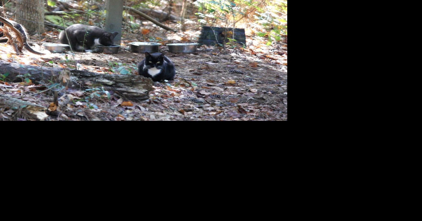 Hilton Head airport cats would be relocated under new policy