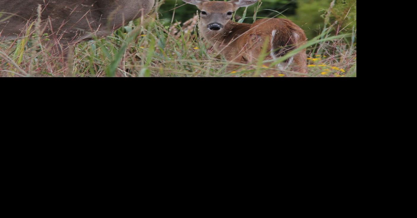 Reader photo pick of the week: Deer
