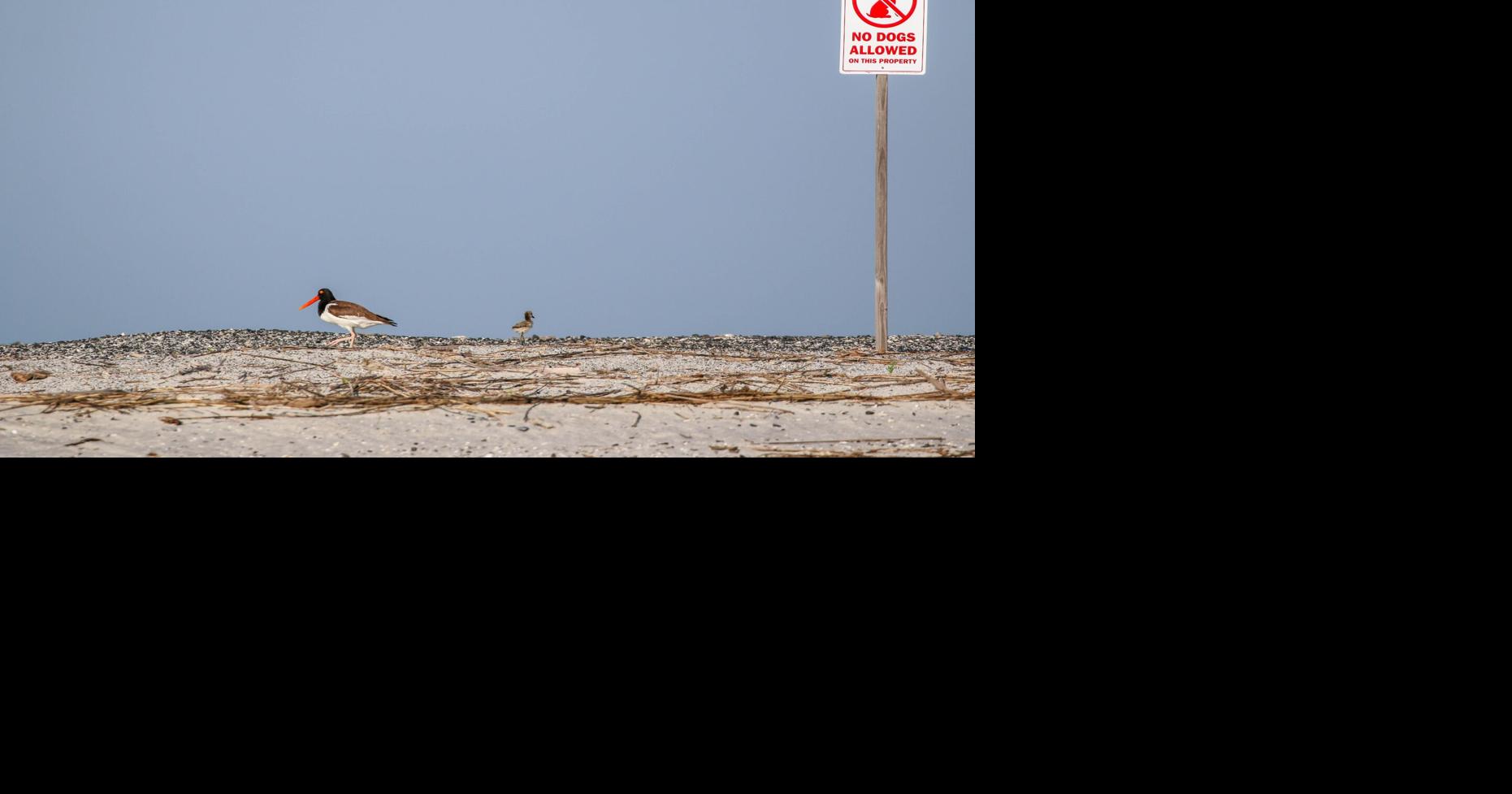 Over 500 seabird nests recorded at newly restored Crab Bank | News ...