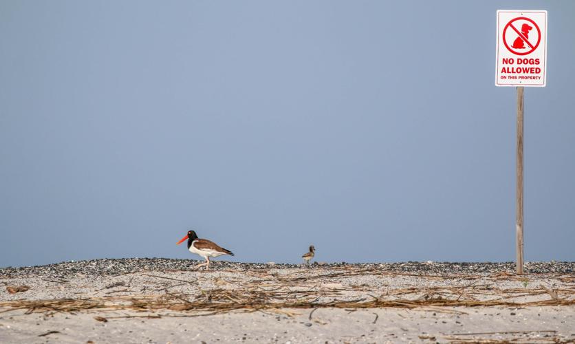 Over 500 seabird nests recorded at newly restored Crab Bank | News ...