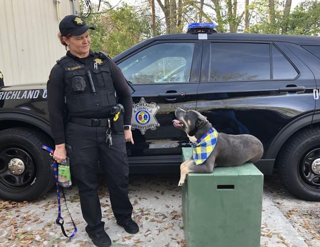 Rescued dog becomes station pet at SC sheriff's department | Columbia ...
