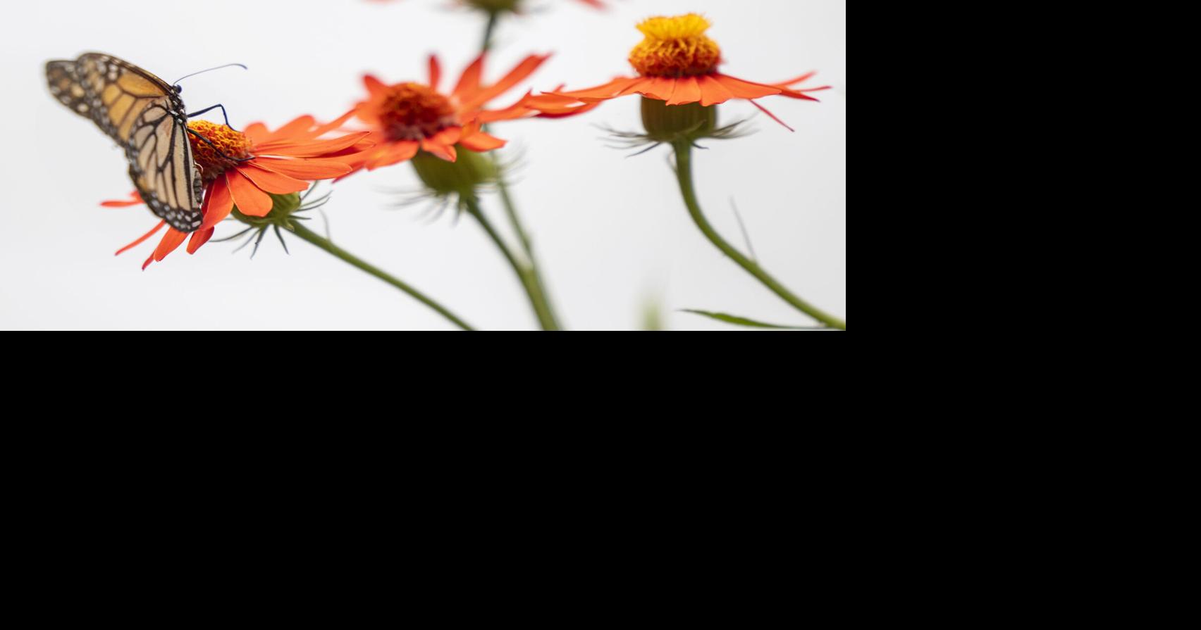 Discovery shows monarch butterflies live in SC year round, skipping ...
