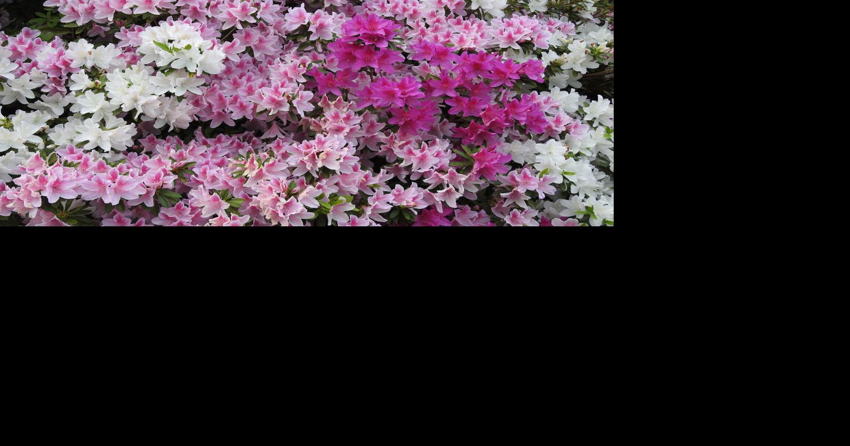 Aiken Arboretum Trail can help ID native trees