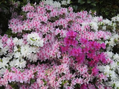 Aiken Arboretum Trail can help ID native trees