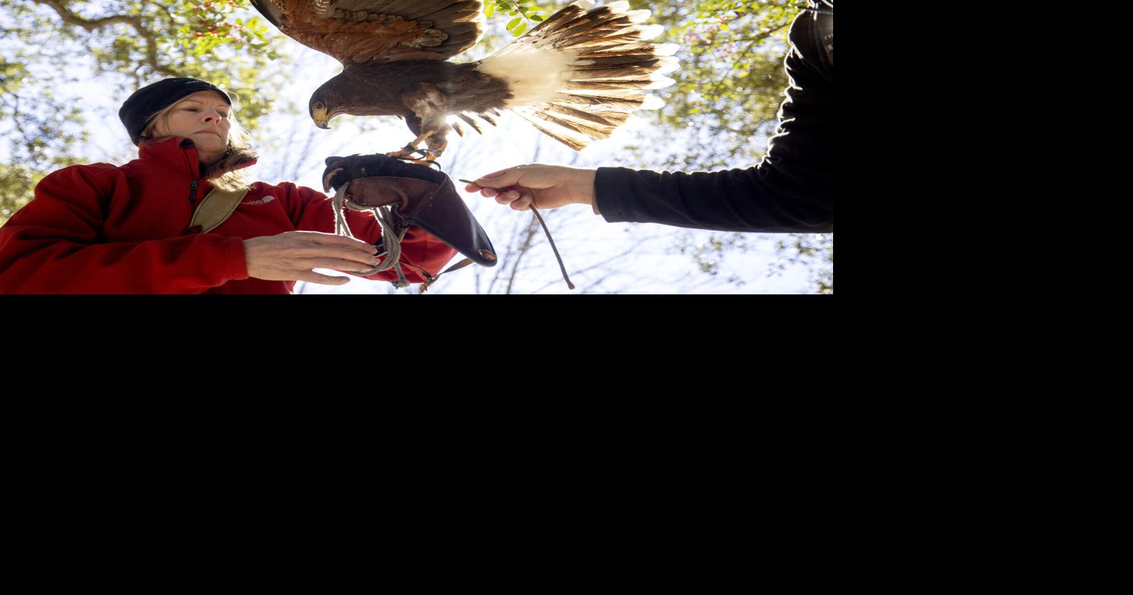 The organization behind SEWE Birds of Prey