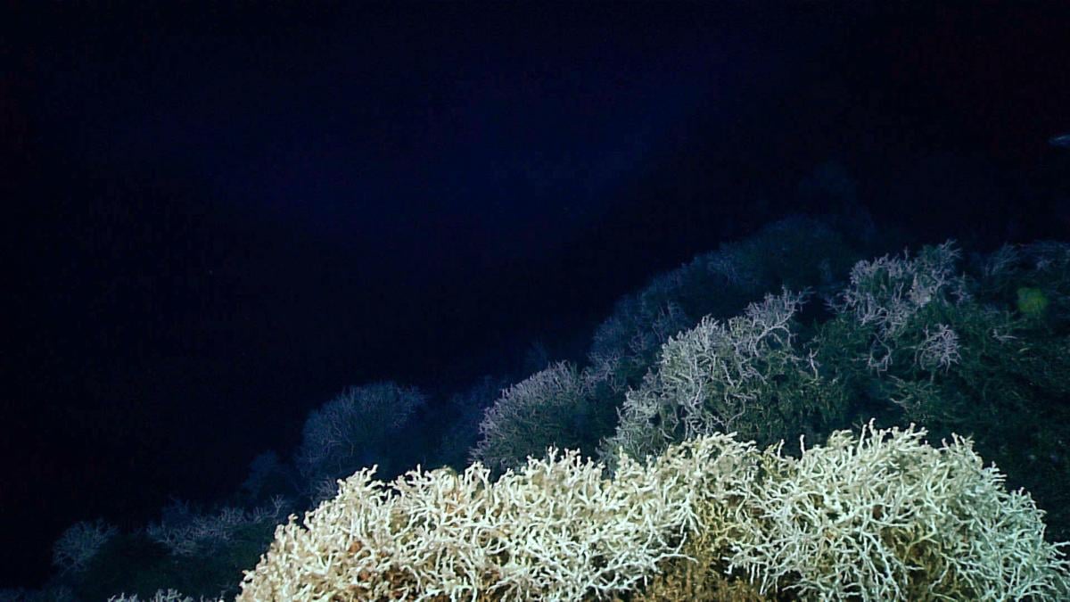 South Carolina's deep ocean is home to vast, 85-mile-long stretch of ...