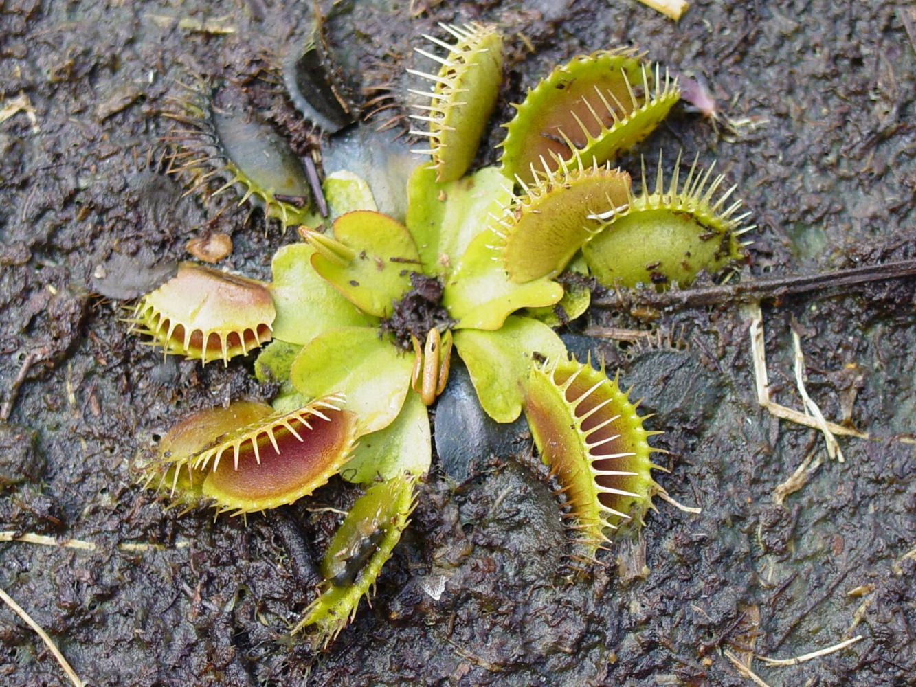 SC's last stable Venus flytrap population is in Horry county