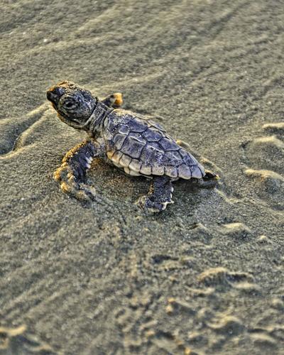 Reader photos: Sea life | Photos from The Post and Courier ...