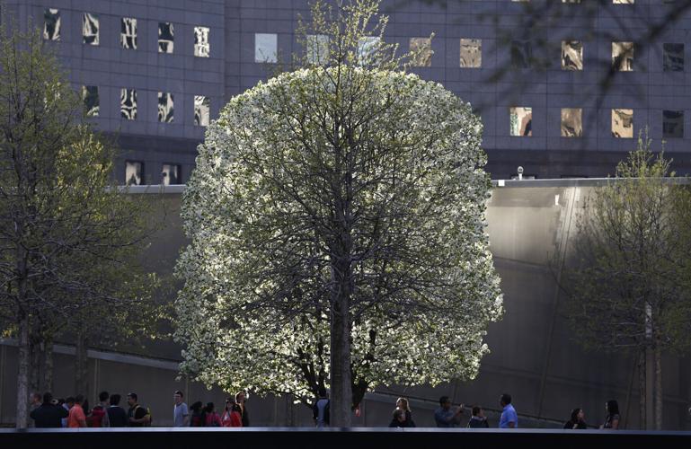 tree at 9 11