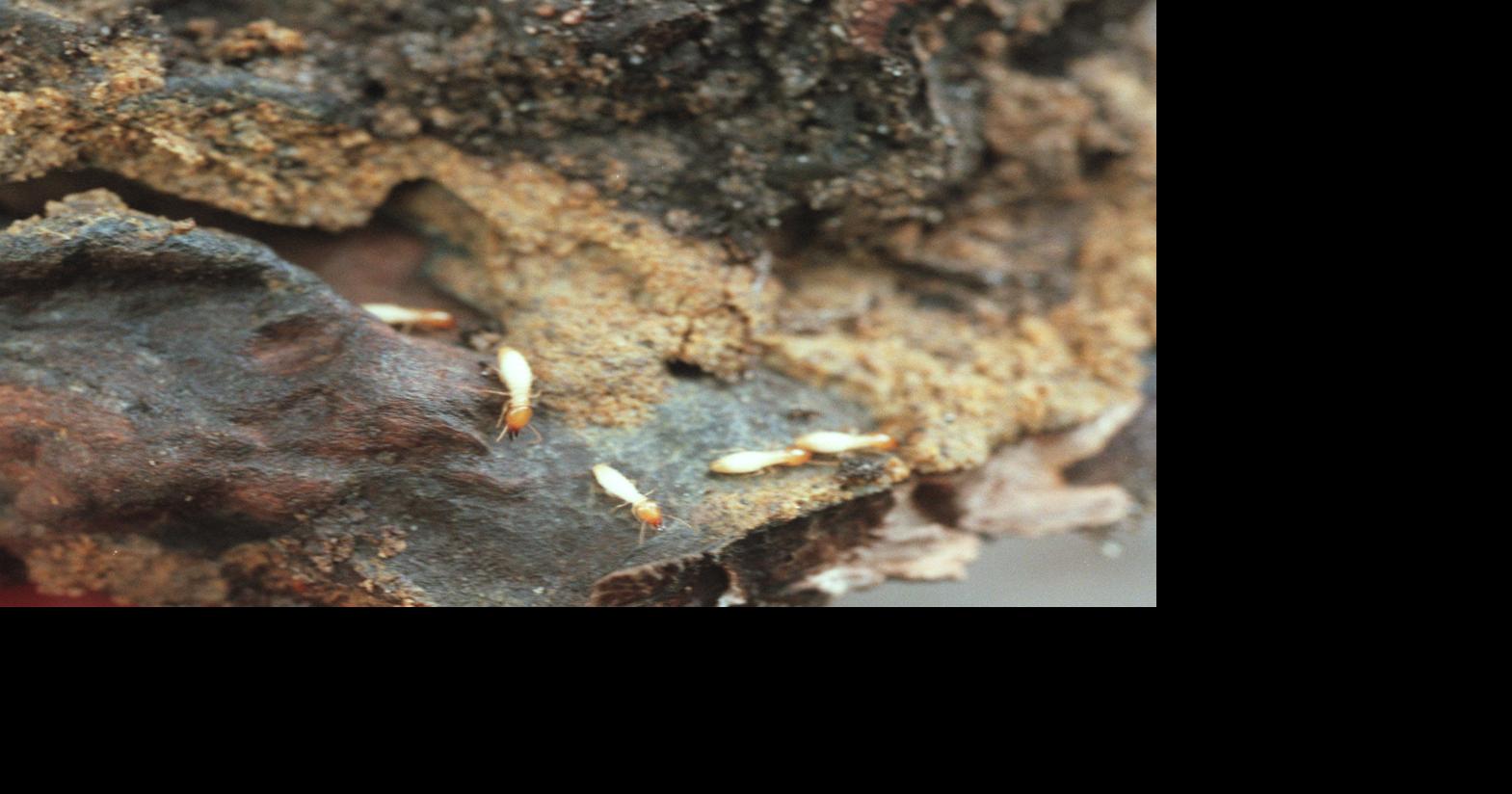More than a decade in SC court after termites damaged house