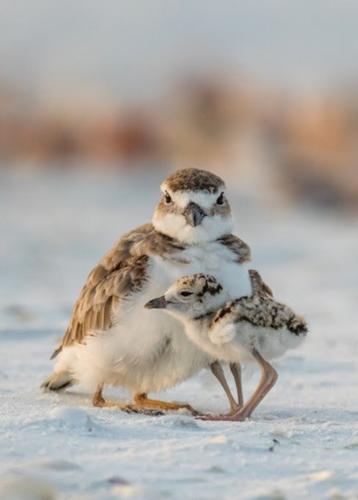 Watch your step: Shorebirds nest in shallow sand each summer on SC coast