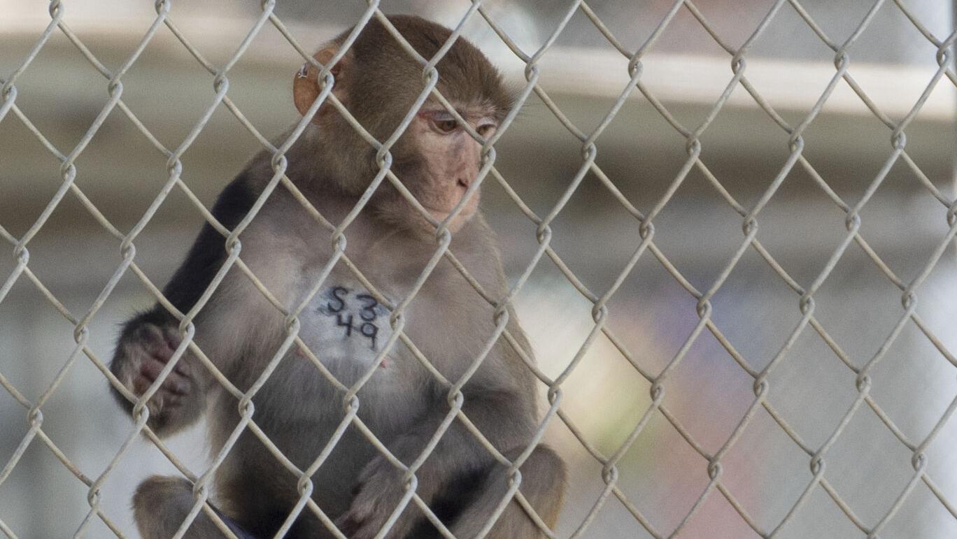 Inside the SC monkey farm that captivated the world