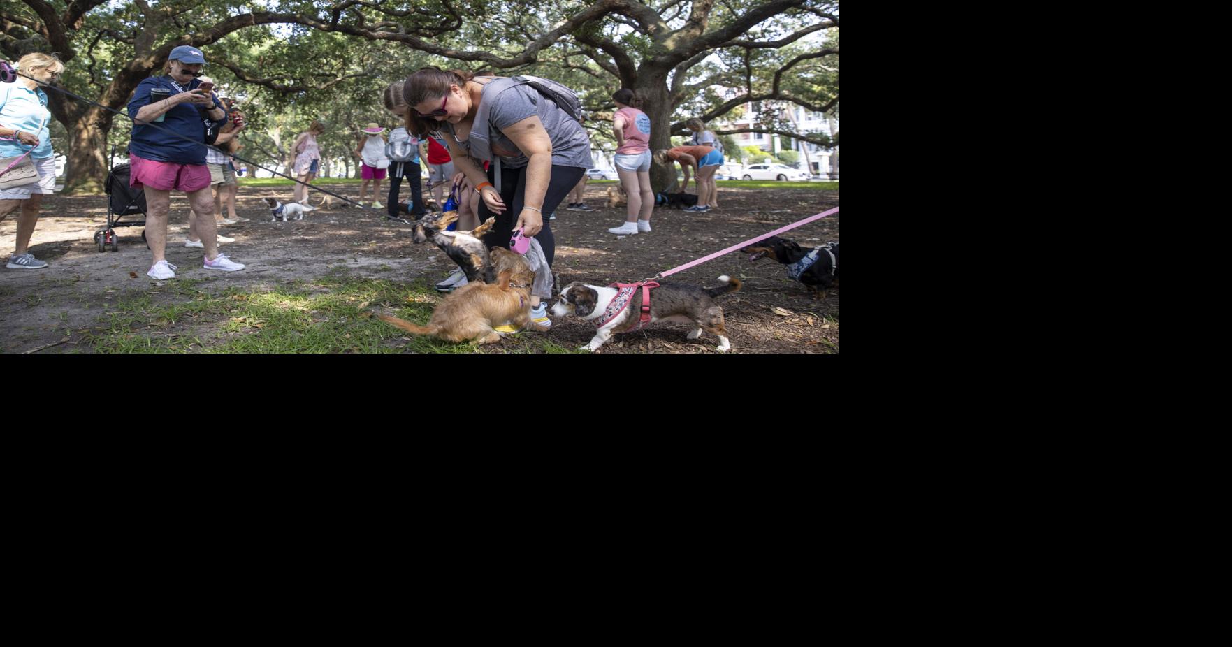 Online meetup groups for dog owners explodes in popularity