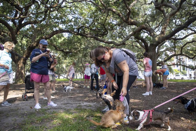 Online meetup groups for dog owners explodes in popularity | Features ...