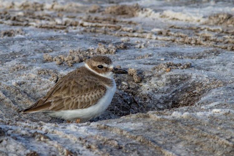 Watch your step: Shorebirds nest in shallow sand each summer on SC coast