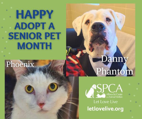 ANIMAL CONNECTION: November is Adopt a Senior Pet Month | Features ...