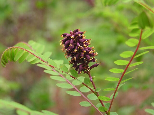 A rare plant was found in a Florence County forest