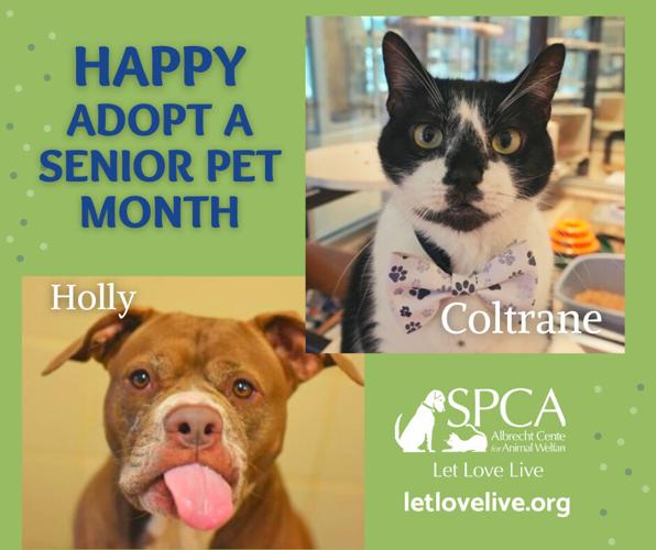 ANIMAL CONNECTION: November is Adopt a Senior Pet Month | Features ...