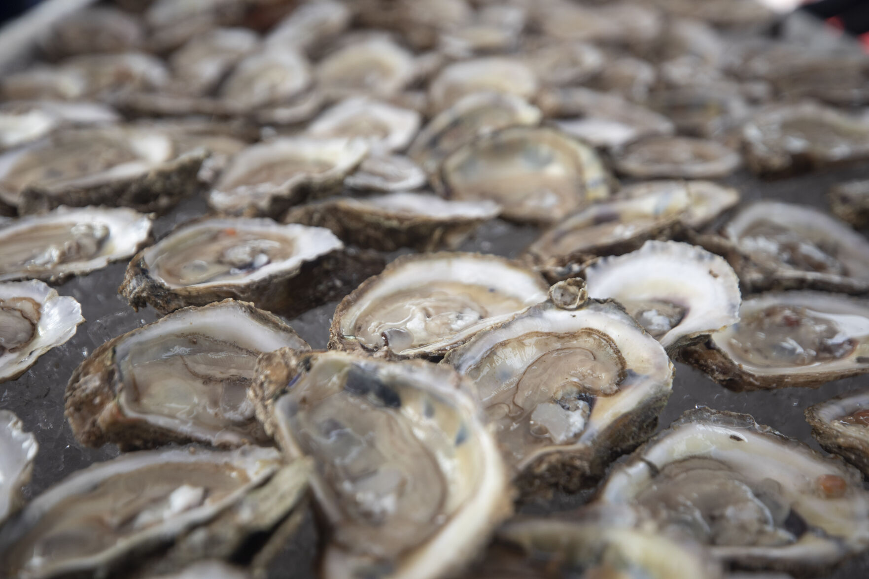 The Lowcountry Oyster Festival promises over 45,000 shells