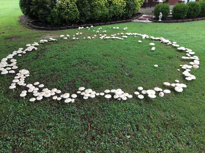 Fairy ring mushroom, the lawn's undying resurrection expert