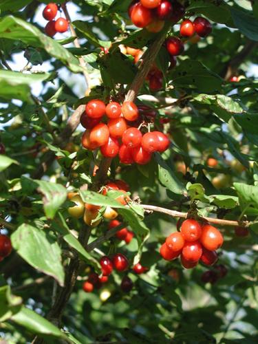 Ancient fruit cornelian cherry warrants a comeback | Home and Garden ...