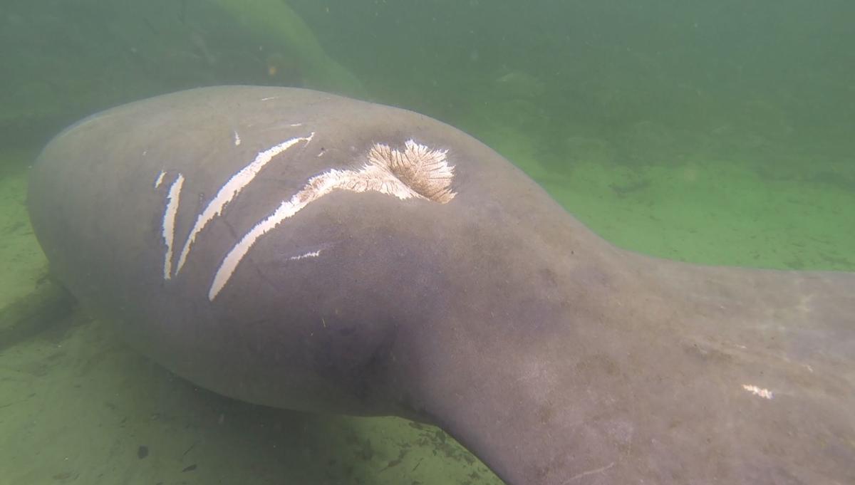 Highly controversial federal action puts manatees in harm’s way | News ...
