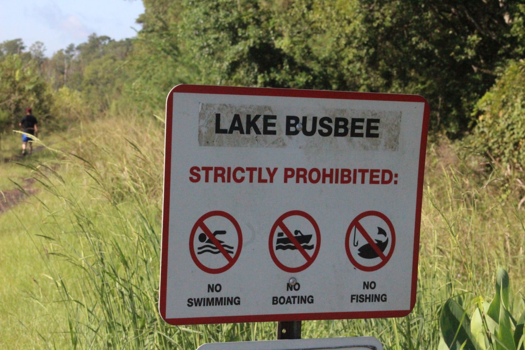 Alligator euthanized after vehicle crash on US 501 in Conway