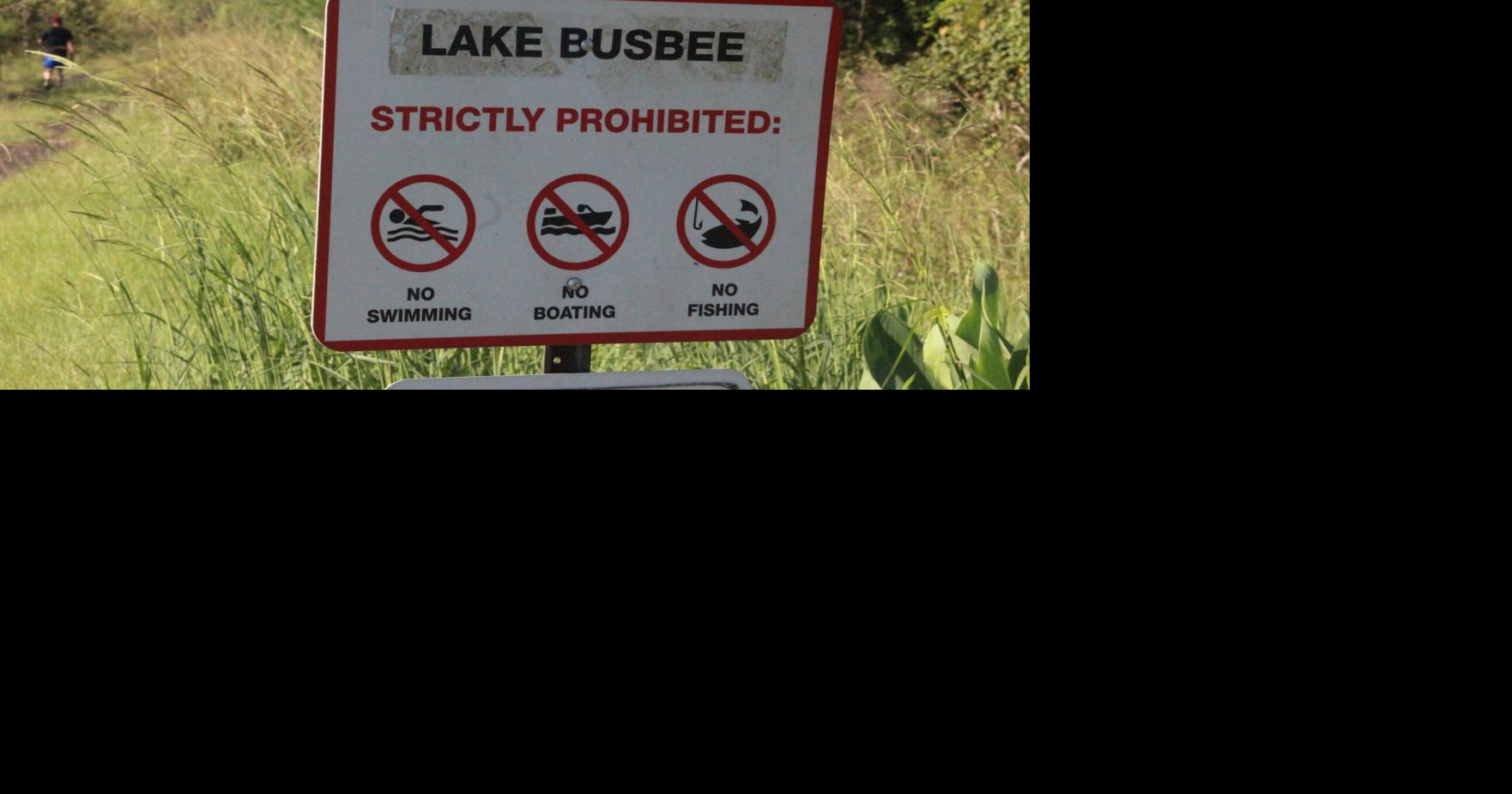 Alligator euthanized after vehicle crash on US 501 in Conway