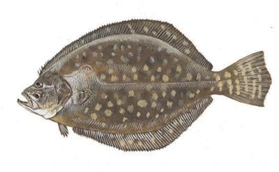New size, bag limits now in effect for flounder | Fishing ...
