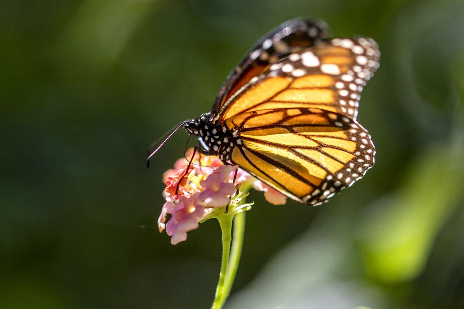 Insect population collapse could spell trouble for SC