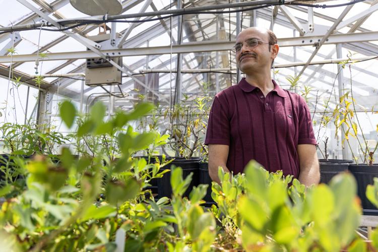SC peanut farmers face challenges as climate changes, warms