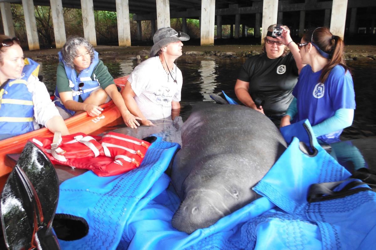 Highly controversial federal action puts manatees in harm’s way | News ...