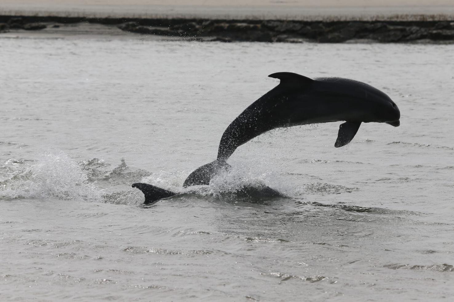 Dolphin Count invites community to learn about local dolphins