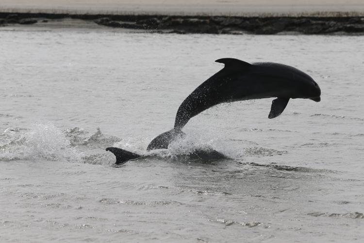 Dolphin Count invites community to learn about local dolphins