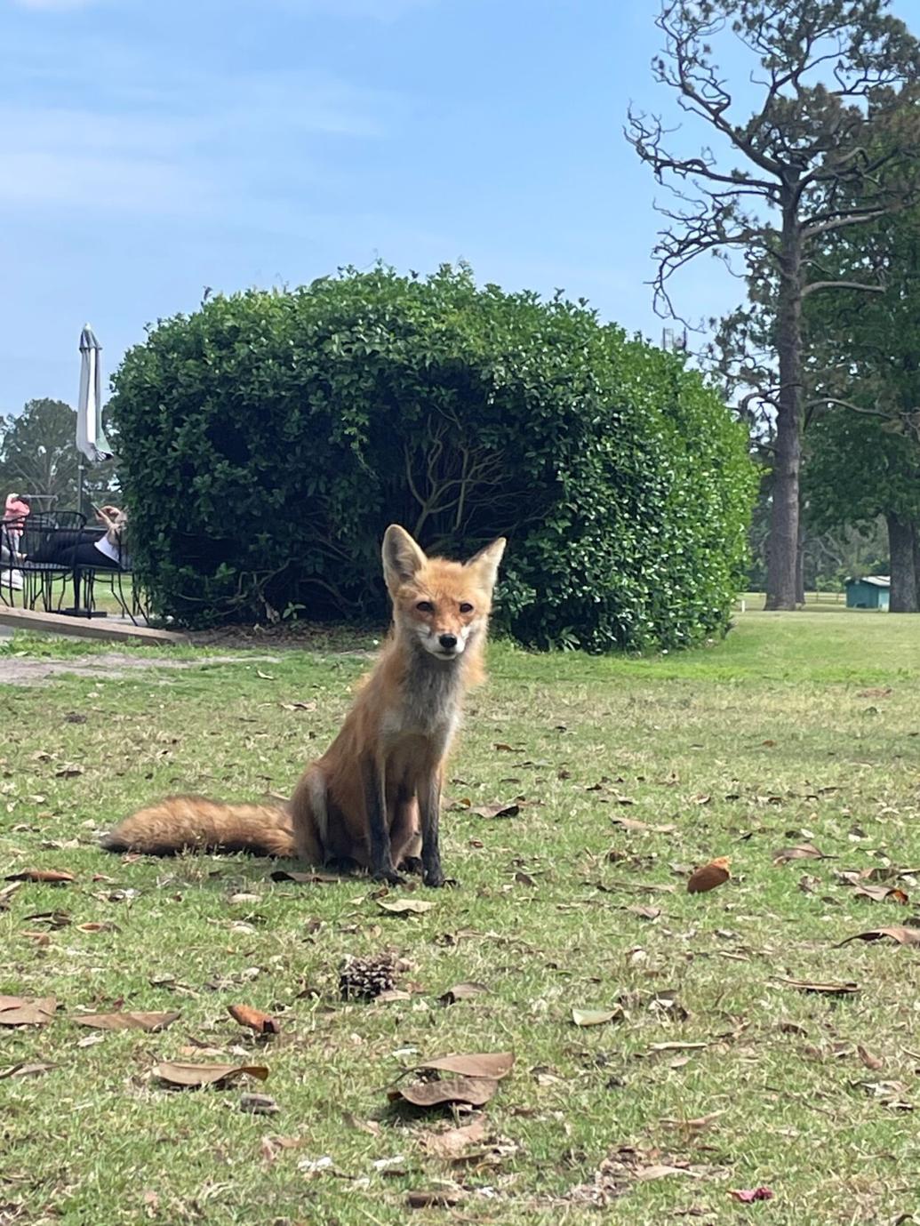 Charleston's Municipal Golf Course home to family of foxes