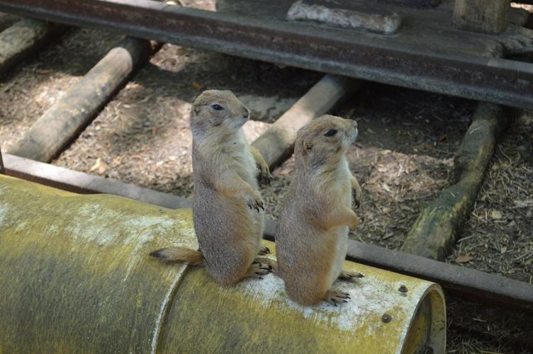 Reader photos: Rodents of unusual size