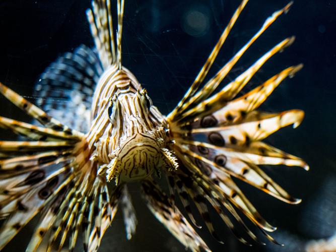 Reader photos: Sea life | Photos from The Post and Courier ...