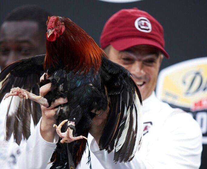 No more Sir Big Spur? Controversy over South Carolina Gamecocks' live ...