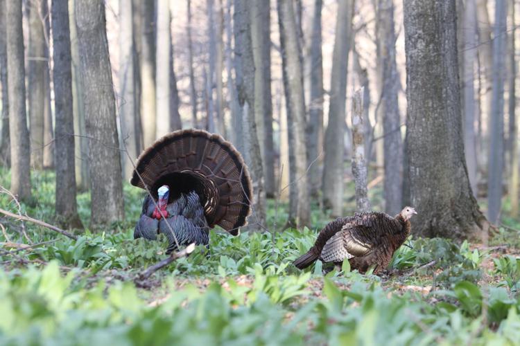 ECOVIEWS: How are wild turkeys faring? | Features | postandcourier.com