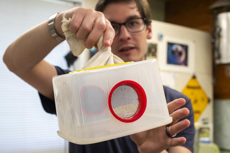 Photos: Mosquito Lab fights flying pests and their diseases through ...