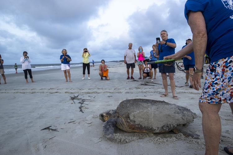 Photos: Sea Turtle Patrol on Hilton Head Island | Photos from The Post ...