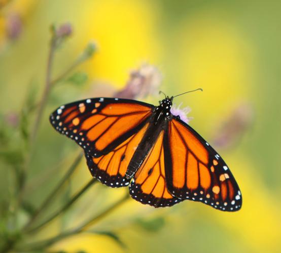 Unique group of monarch butterflies discovered in coastal South Carolina