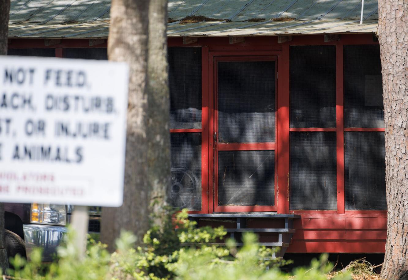 Morgan Island SC may be damaged by monkey, primate colony