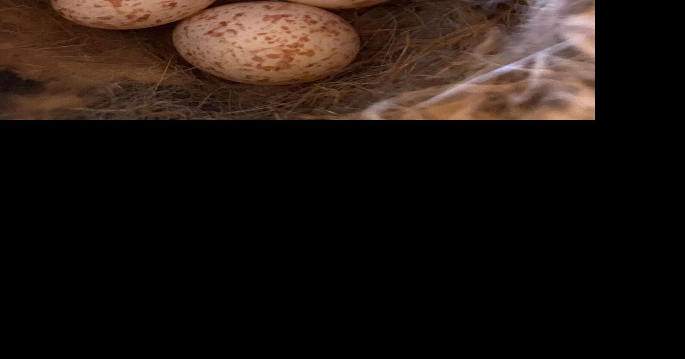 ECOVIEWS: Most of the world's animals lay eggs | Features ...