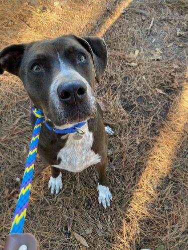 Dorchester Paws to start DNA-testing dogs to determine breed, boost ...