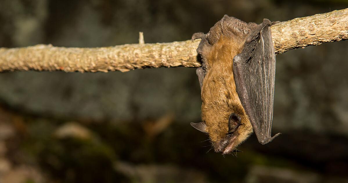 DHEC shares safety tips as bat activity increases during pup season